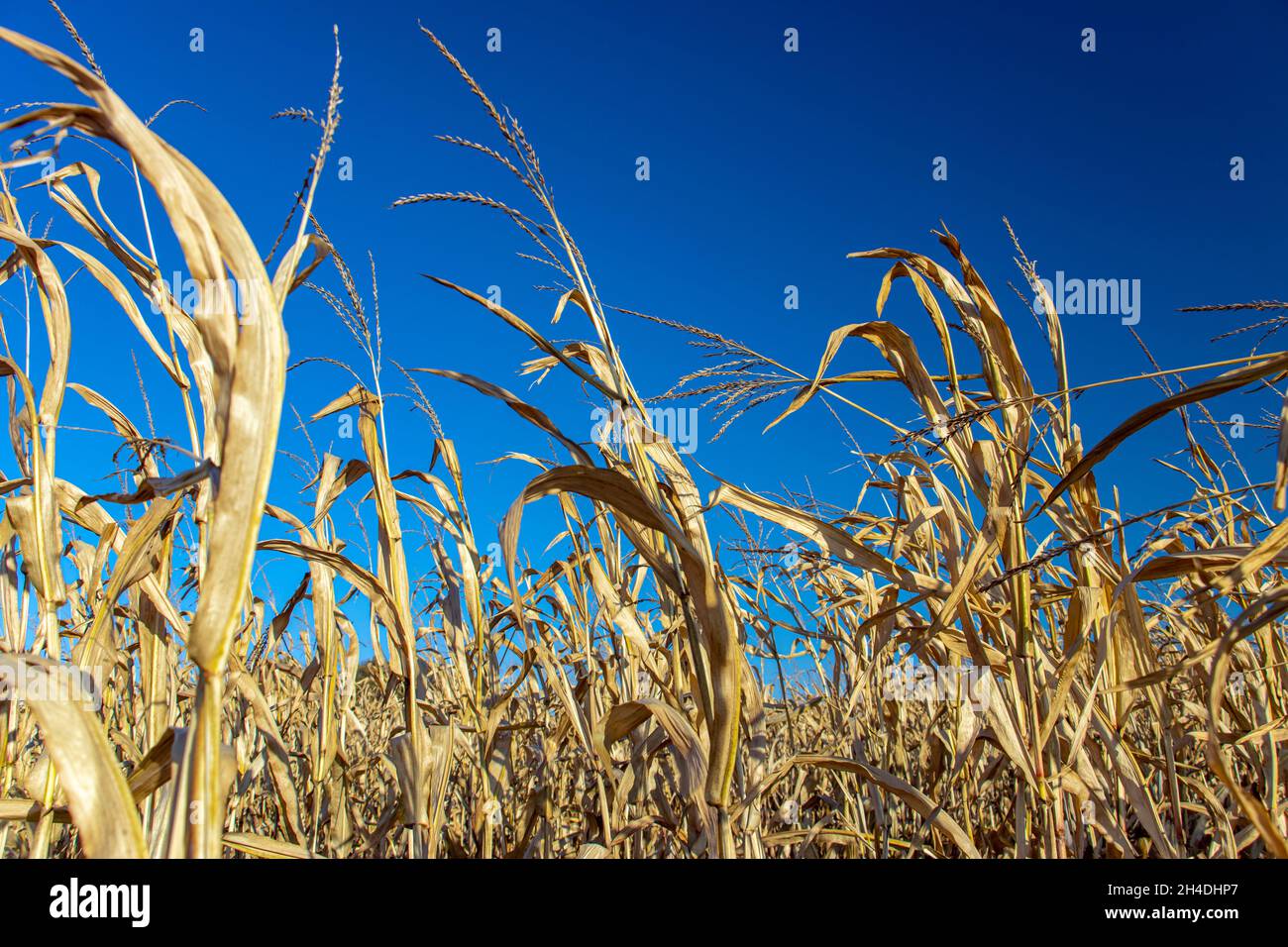 Blue corn cob hi-res stock photography and images - Alamy