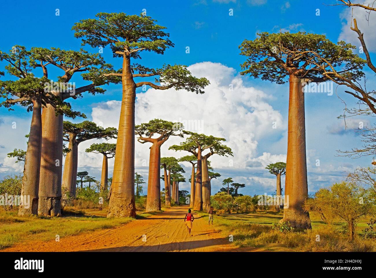 Baobab afrique hi-res stock photography and images - Alamy