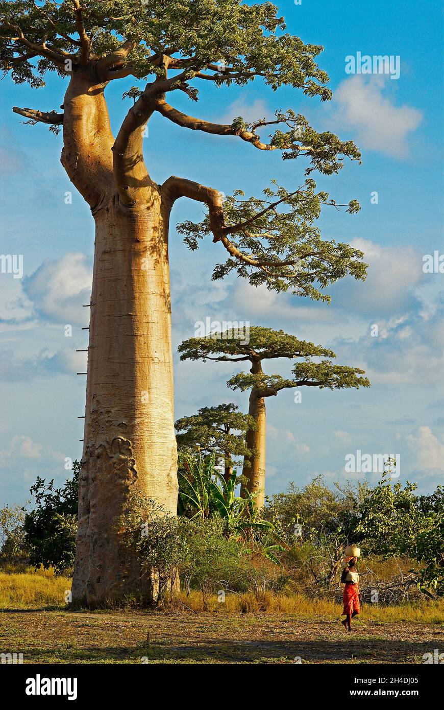 Madagascar. Morondava. Allee des Baobas. // Madagascar. Morondava ...