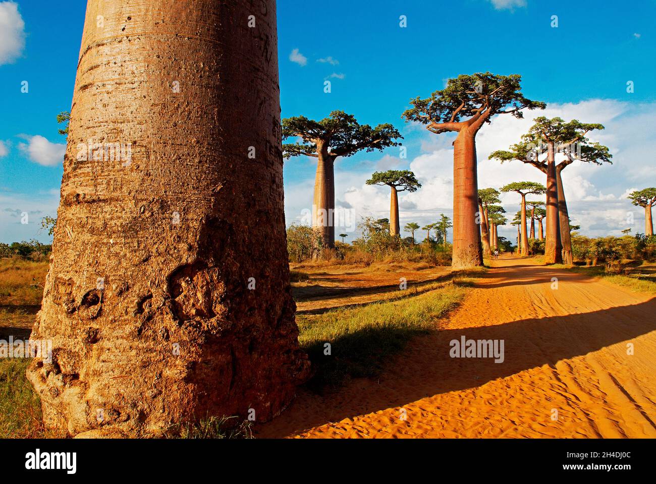 Baobab afrique hi-res stock photography and images - Alamy