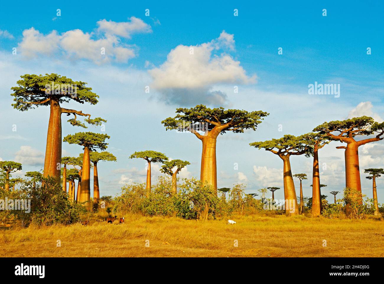 Madagascar. Morondava. Allee des Baobas. // Madagascar. Morondava ...