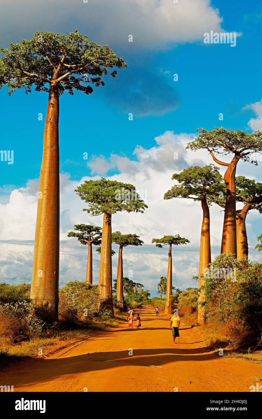 Baobab afrique hi-res stock photography and images - Alamy