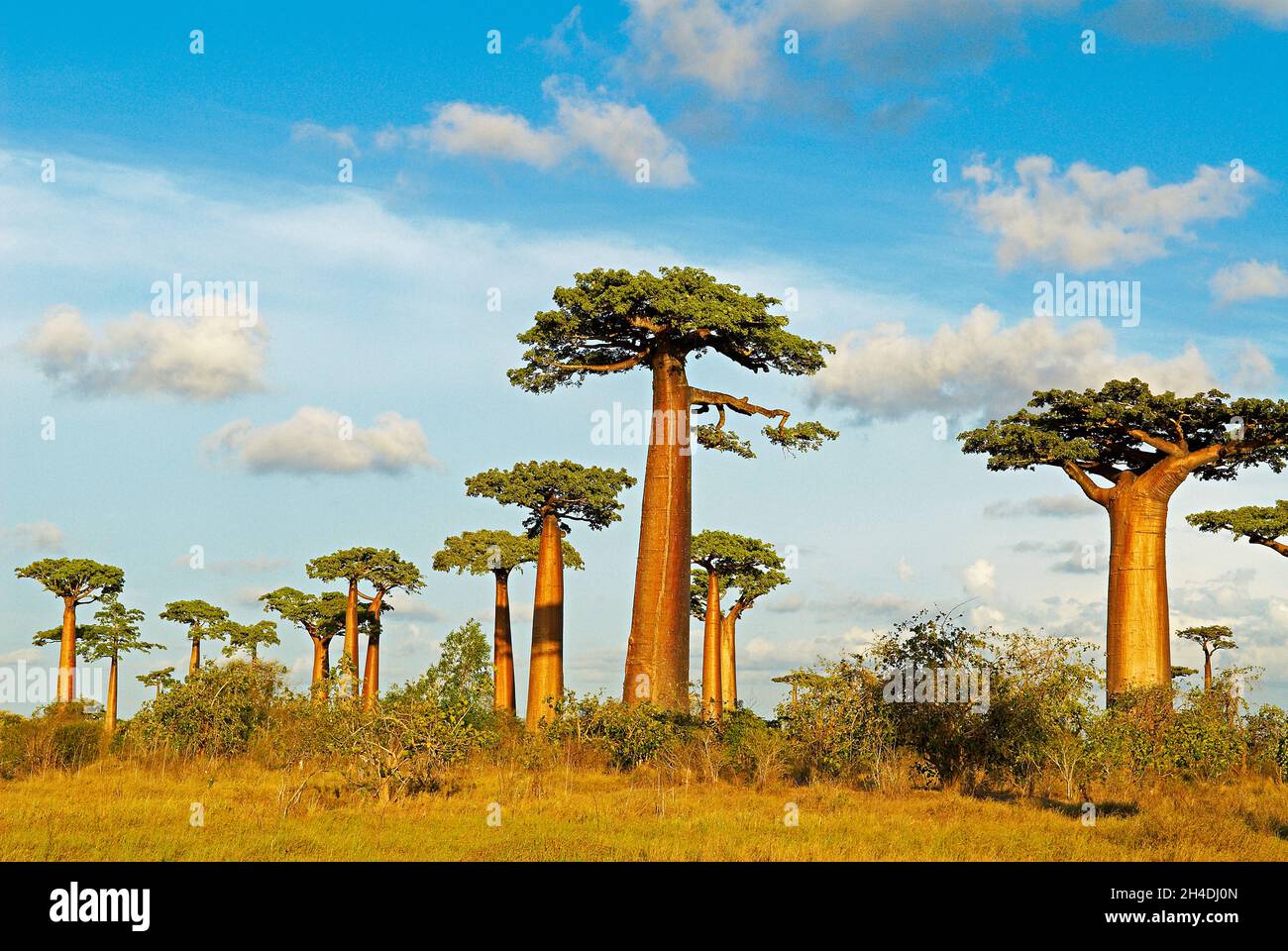 Baobab afrique hi-res stock photography and images - Alamy