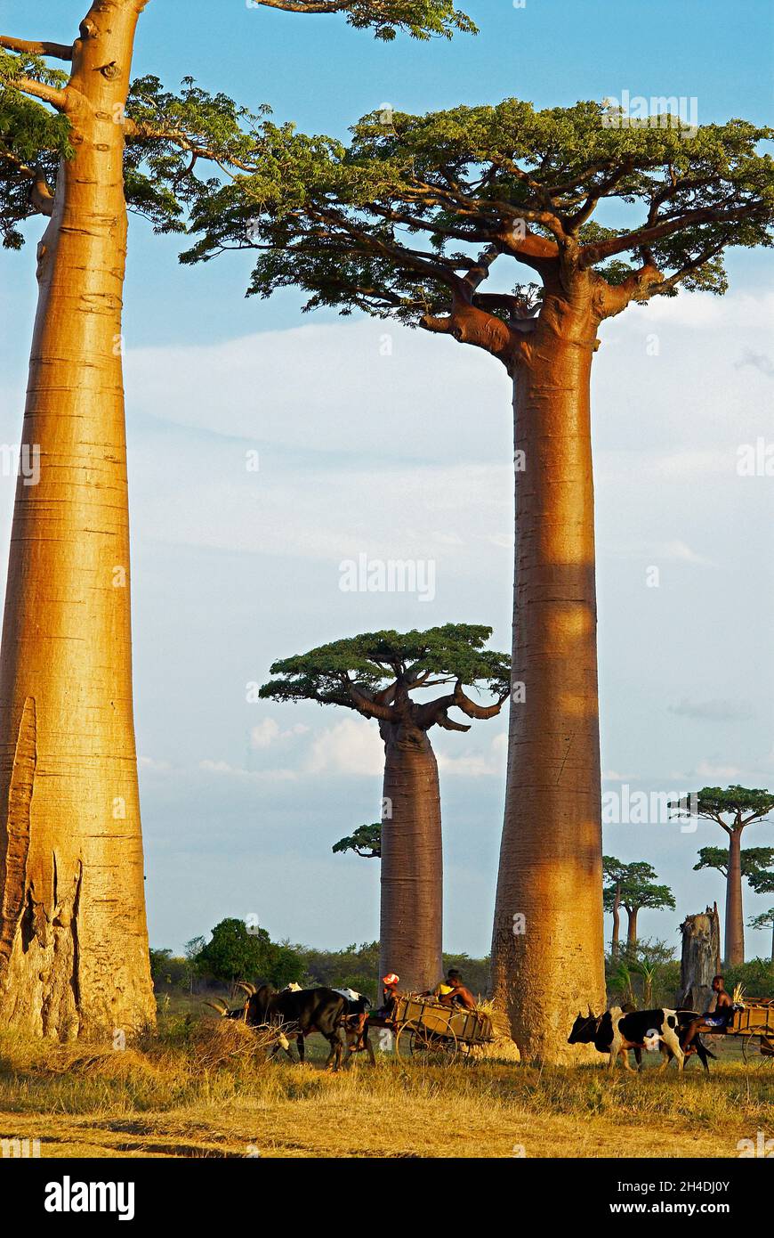 Madagascar. Morondava. Allee des Baobas. // Madagascar. Morondava ...