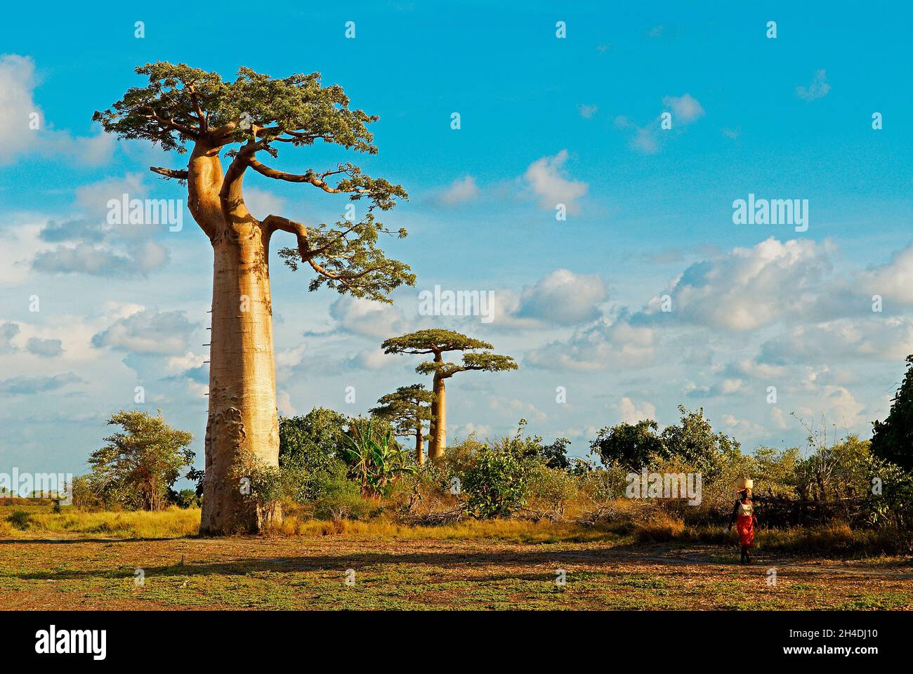 Madagascar. Morondava. Allee des Baobas. // Madagascar. Morondava ...