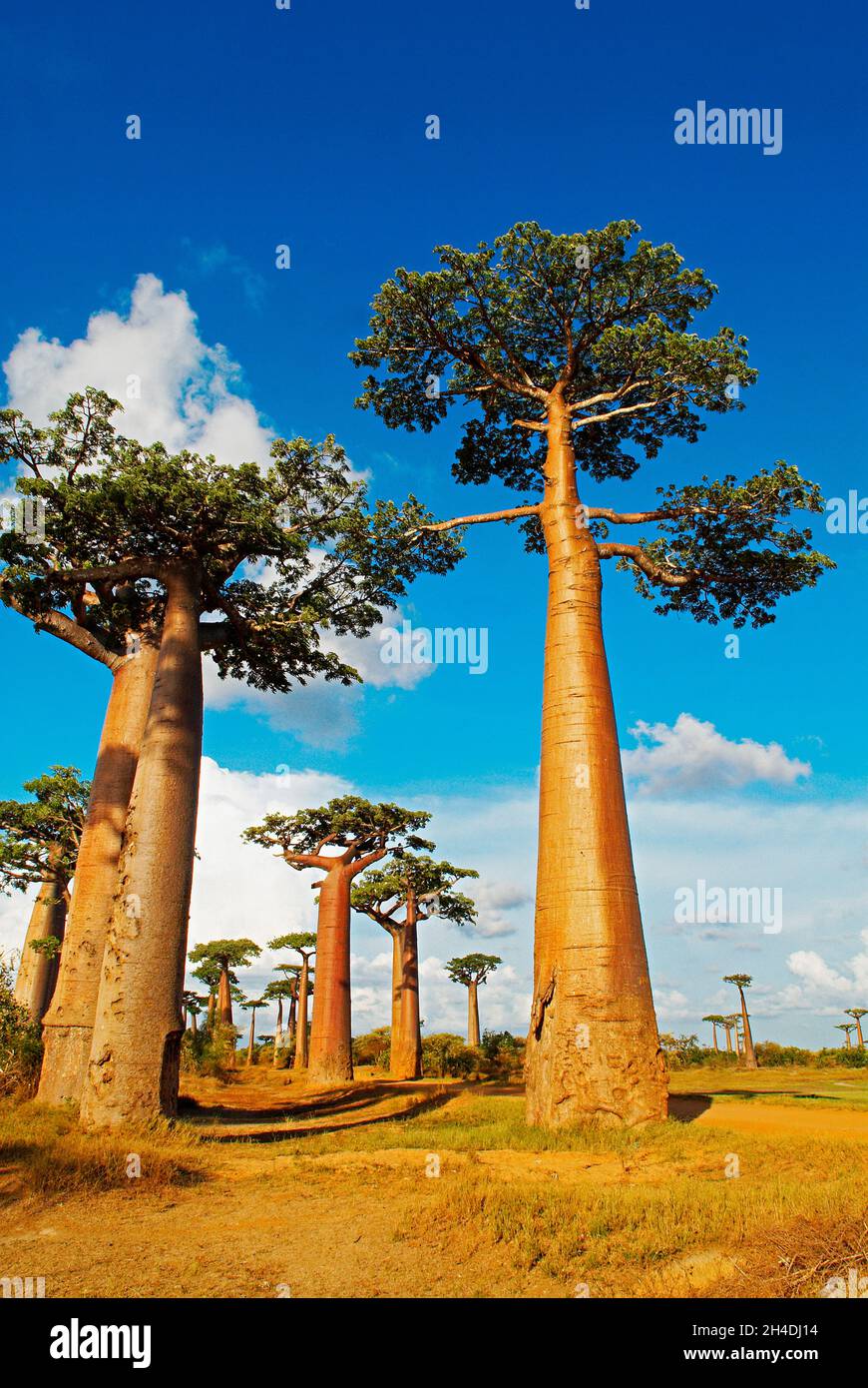 Madagascar. Morondava. Allee des Baobas. // Madagascar. Morondava ...