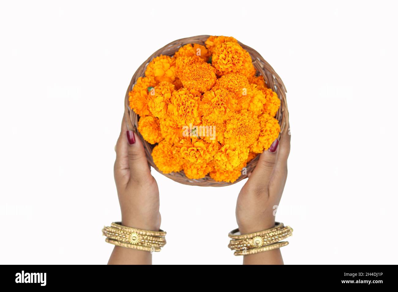 Hands Of Girl In Bangles Chhodi Holding Orange Marigold Flowers In ...