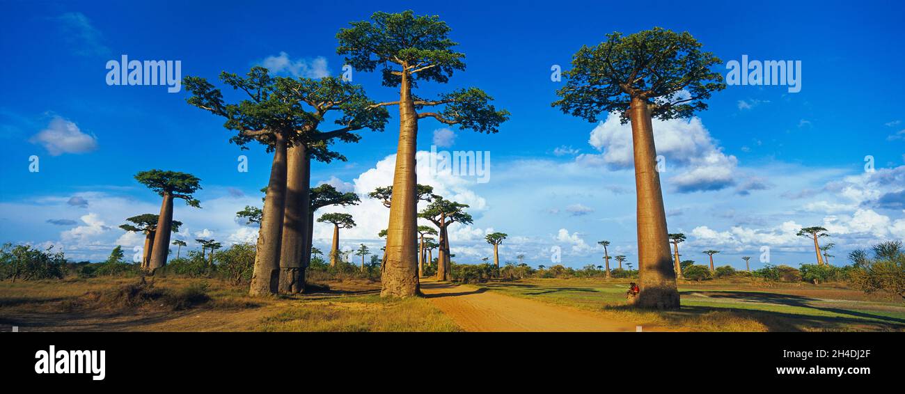 Madagascar. Morondava. Allee des Baobas. // Madagascar. Morondava ...