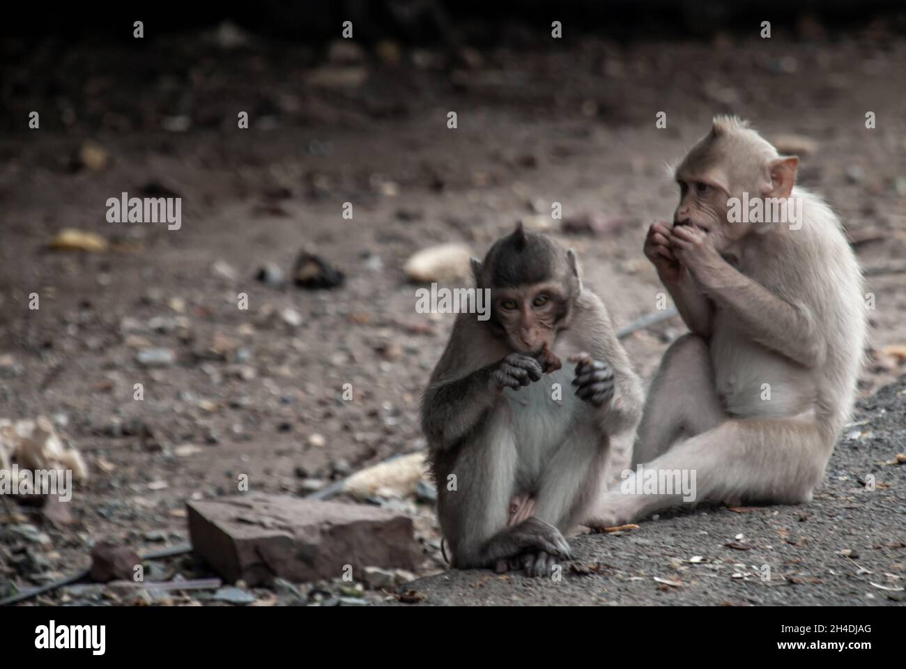Bangkok crab eating macaque hi-res stock photography and images - Alamy
