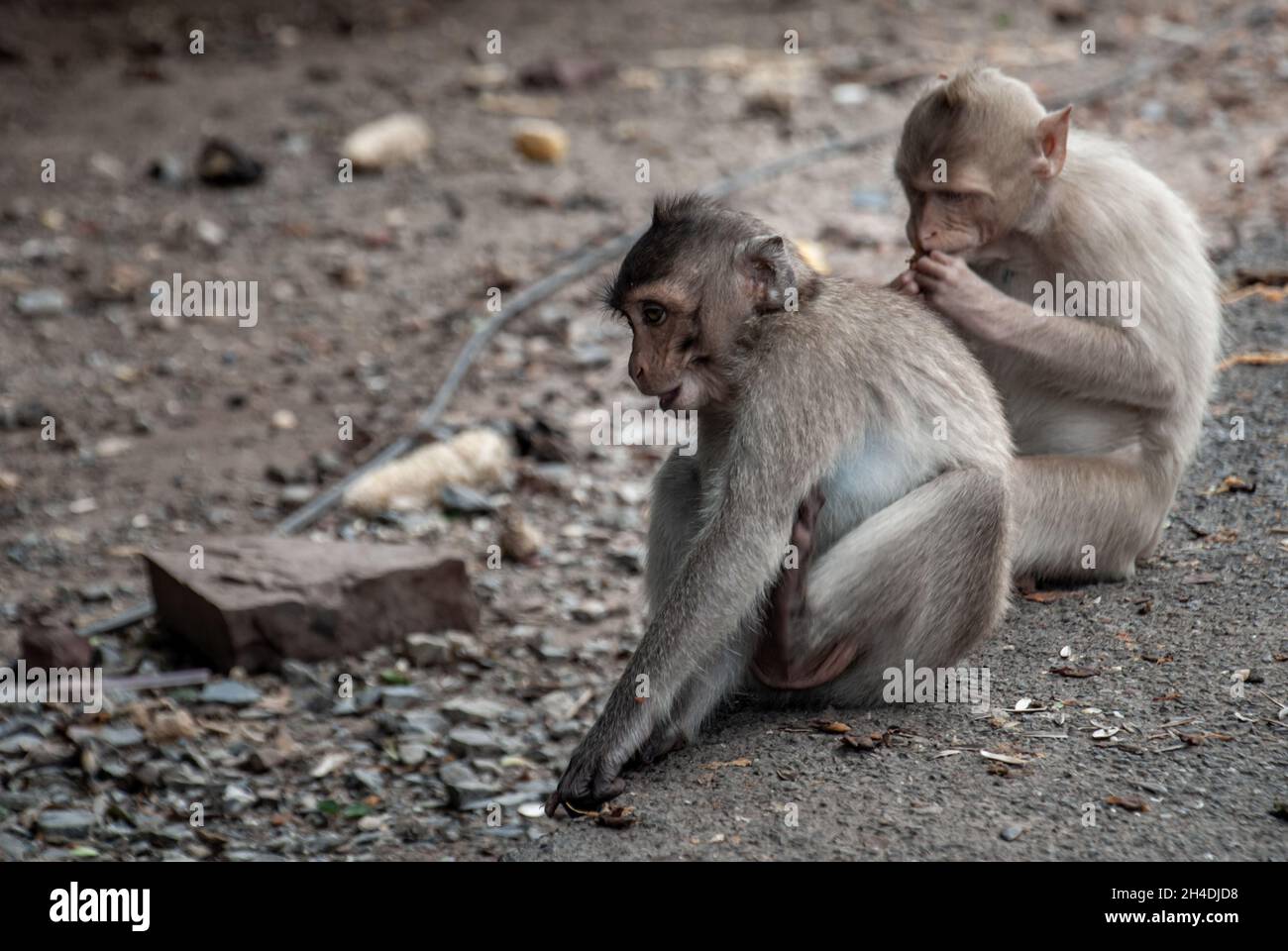 Bangkok crab eating macaque hi-res stock photography and images - Alamy