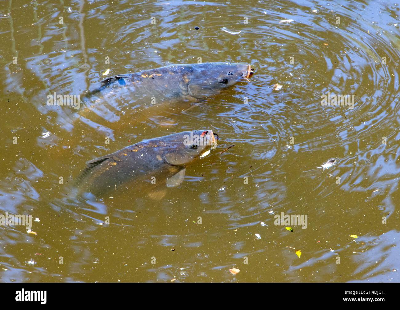 Common Carp In Water