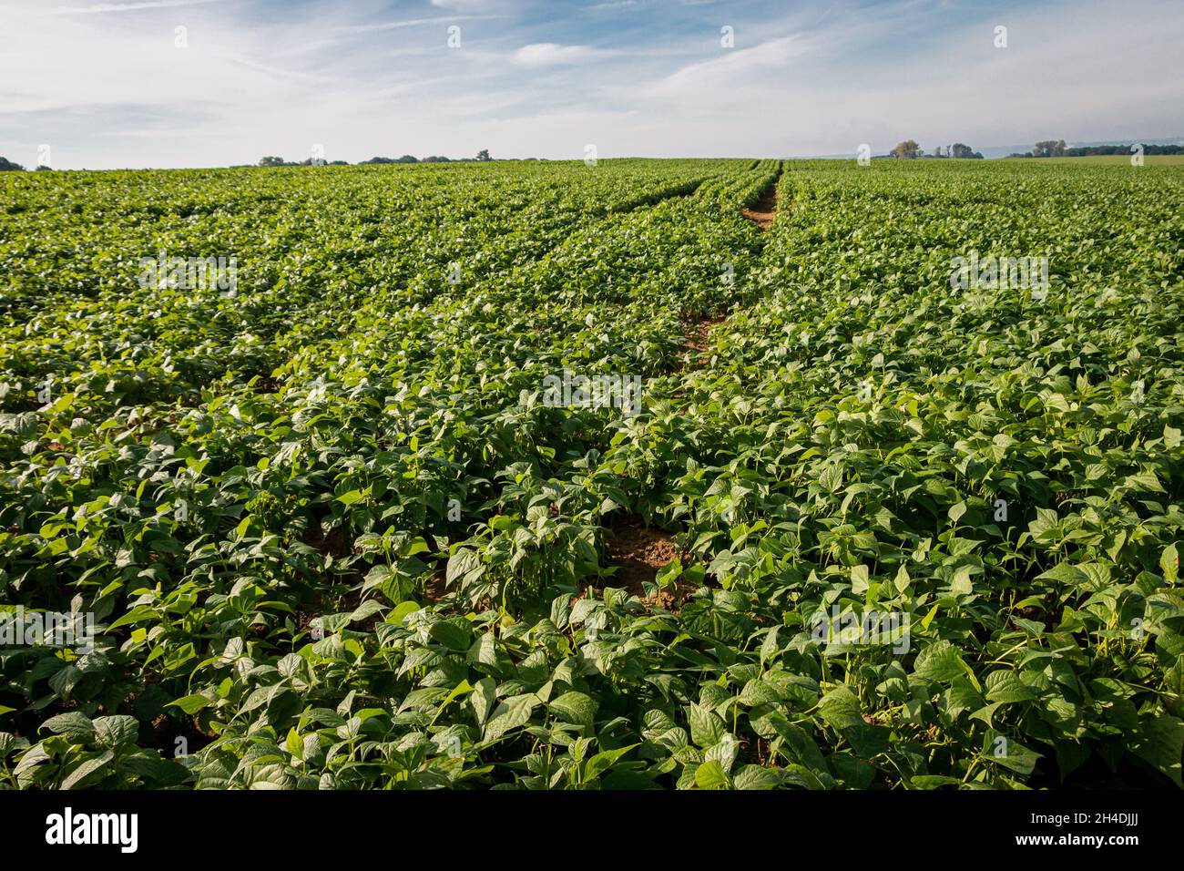 Red kidney bean field hi-res stock photography and images - Alamy