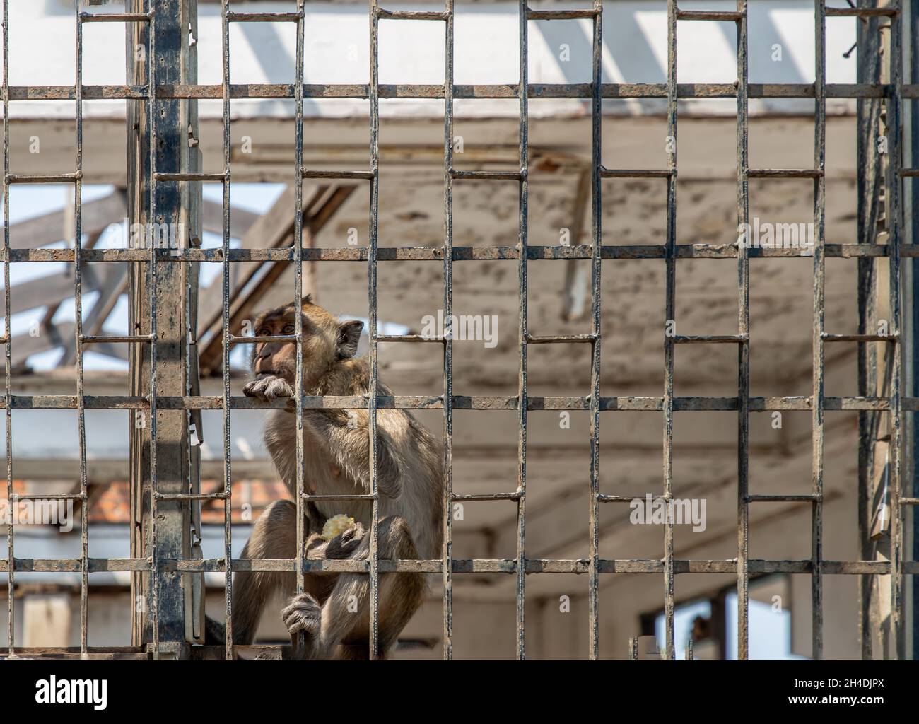 Monkey house window hi-res stock photography and images - Alamy