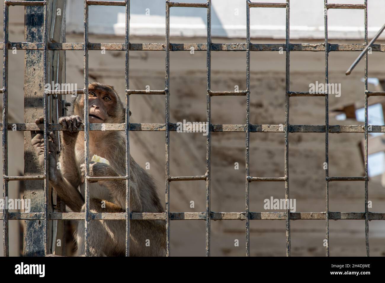 Monkey house window hi-res stock photography and images - Alamy
