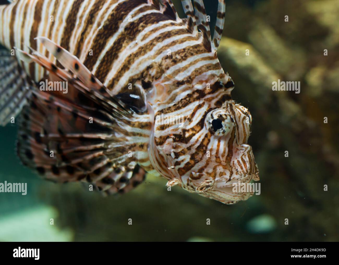 Venomous lion fish in hi-res stock photography and images - Alamy