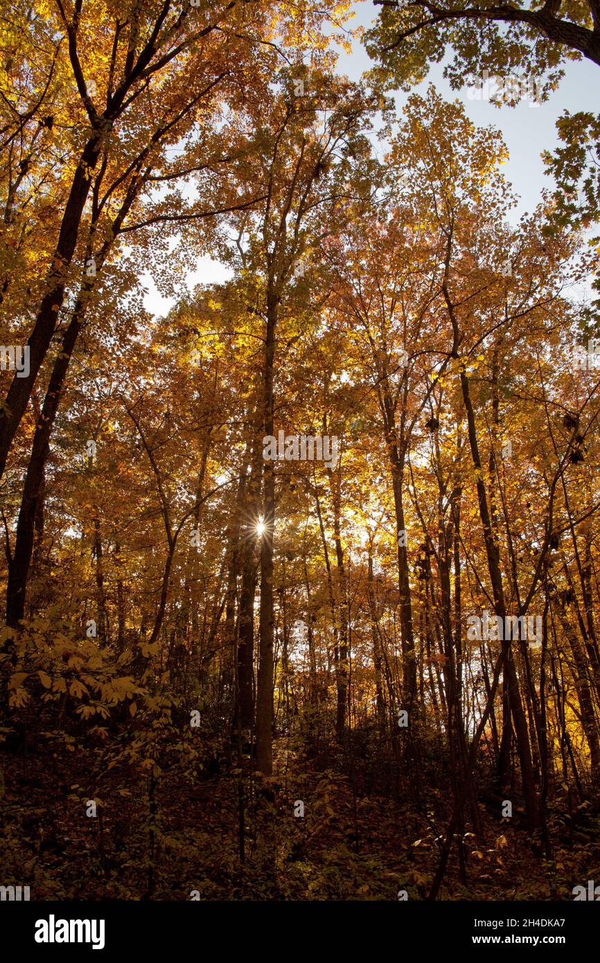 Sunlight filtering through golden autumn tree leaves Stock Photo - Alamy