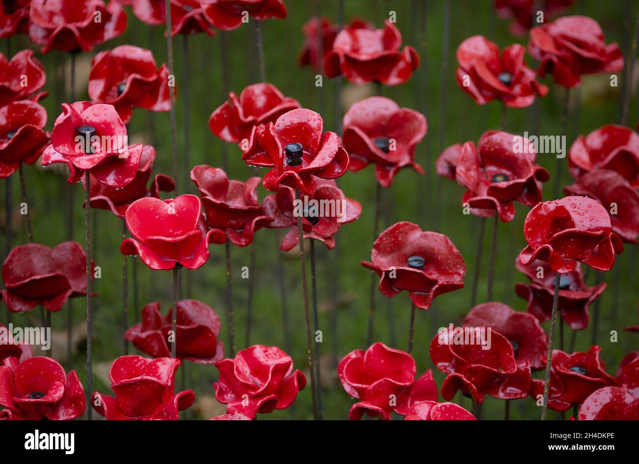 Poppies in the art installation 'Blood Swept Lands and Seas of Red ...