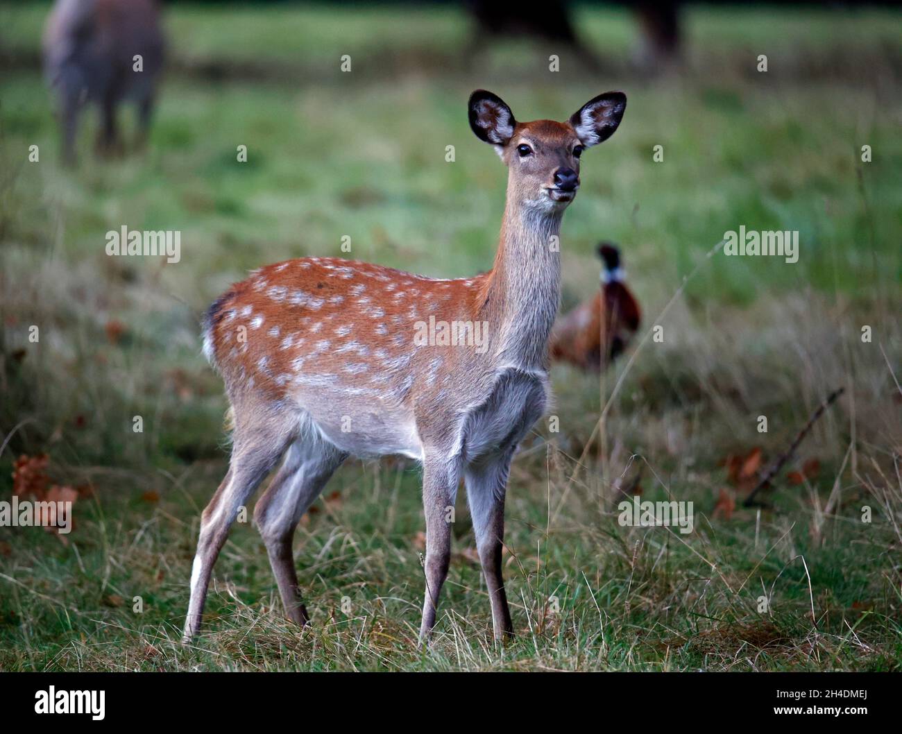 Sika deer uk fawn hi-res stock photography and images - Alamy