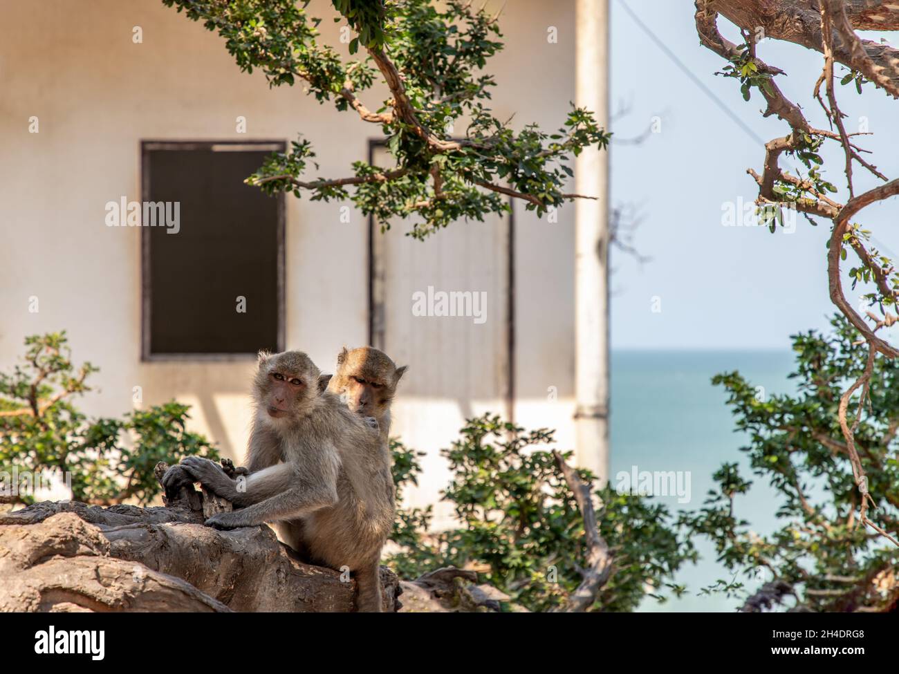 Two monkeys sitting on tree hi-res stock photography and images - Alamy