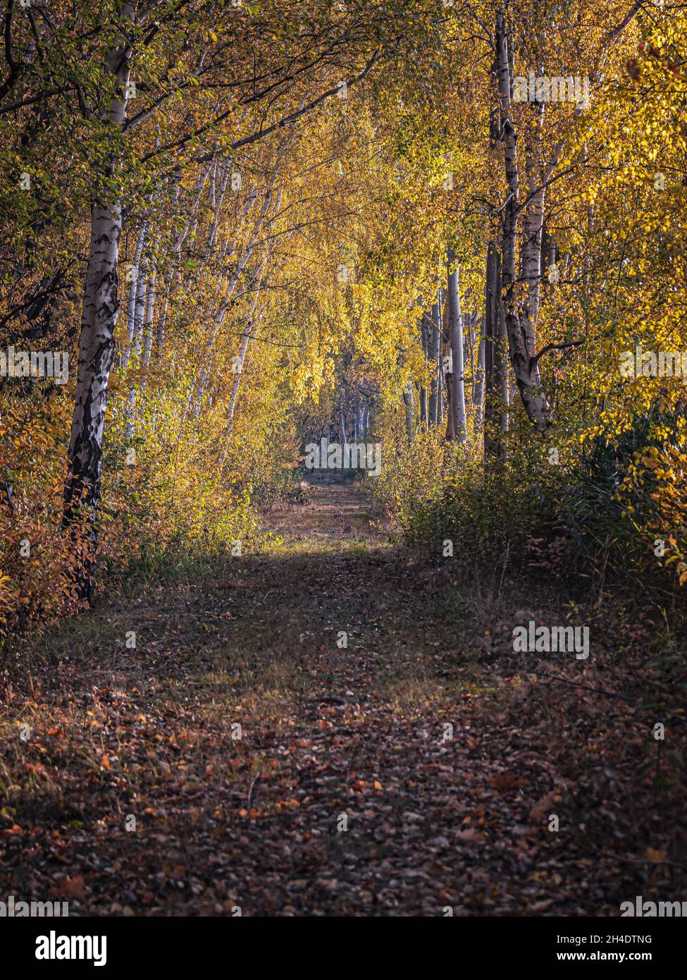 Forest path in golden October Stock Photo - Alamy