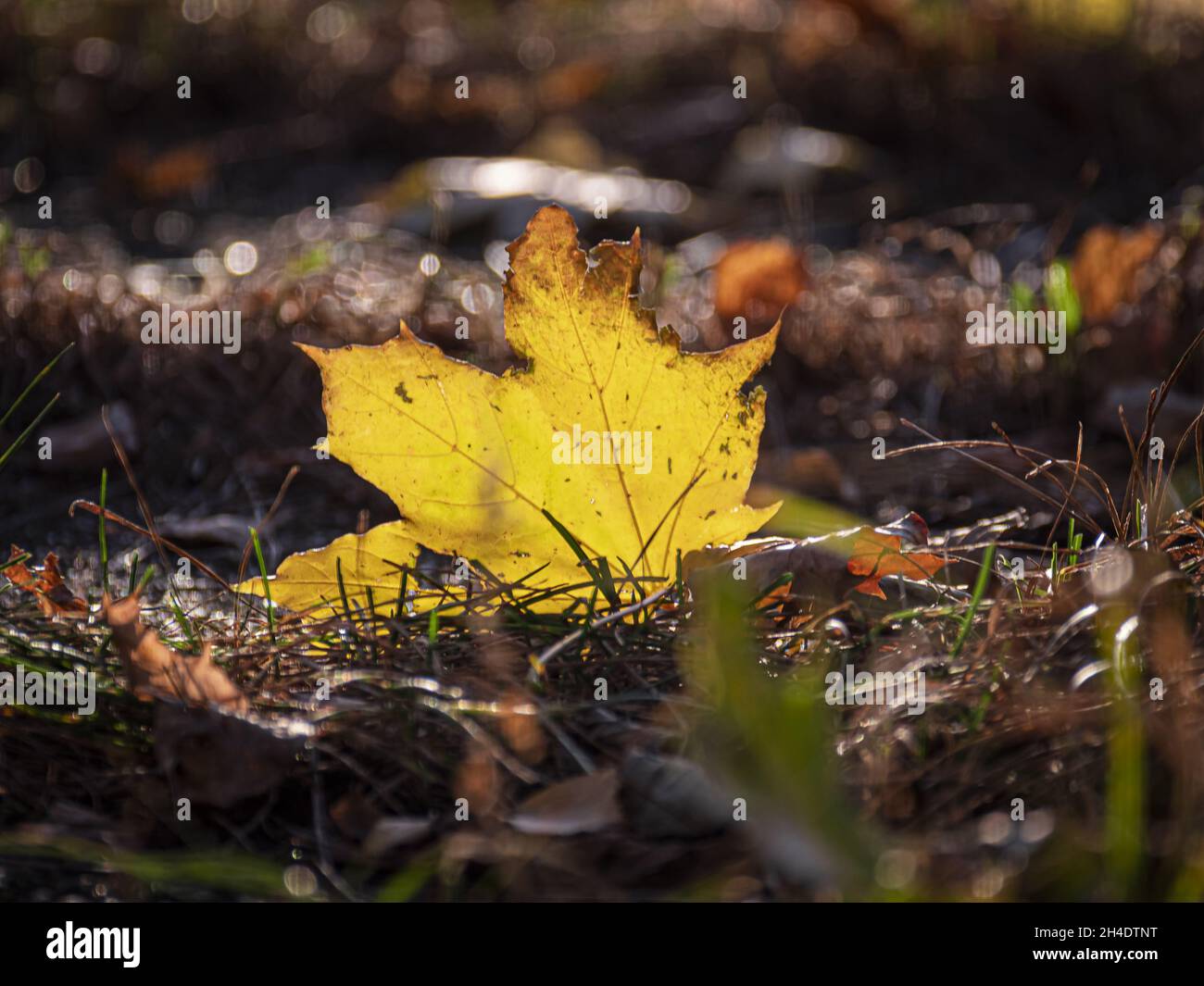 Colorful autumn leaves in sunlight Stock Photo - Alamy