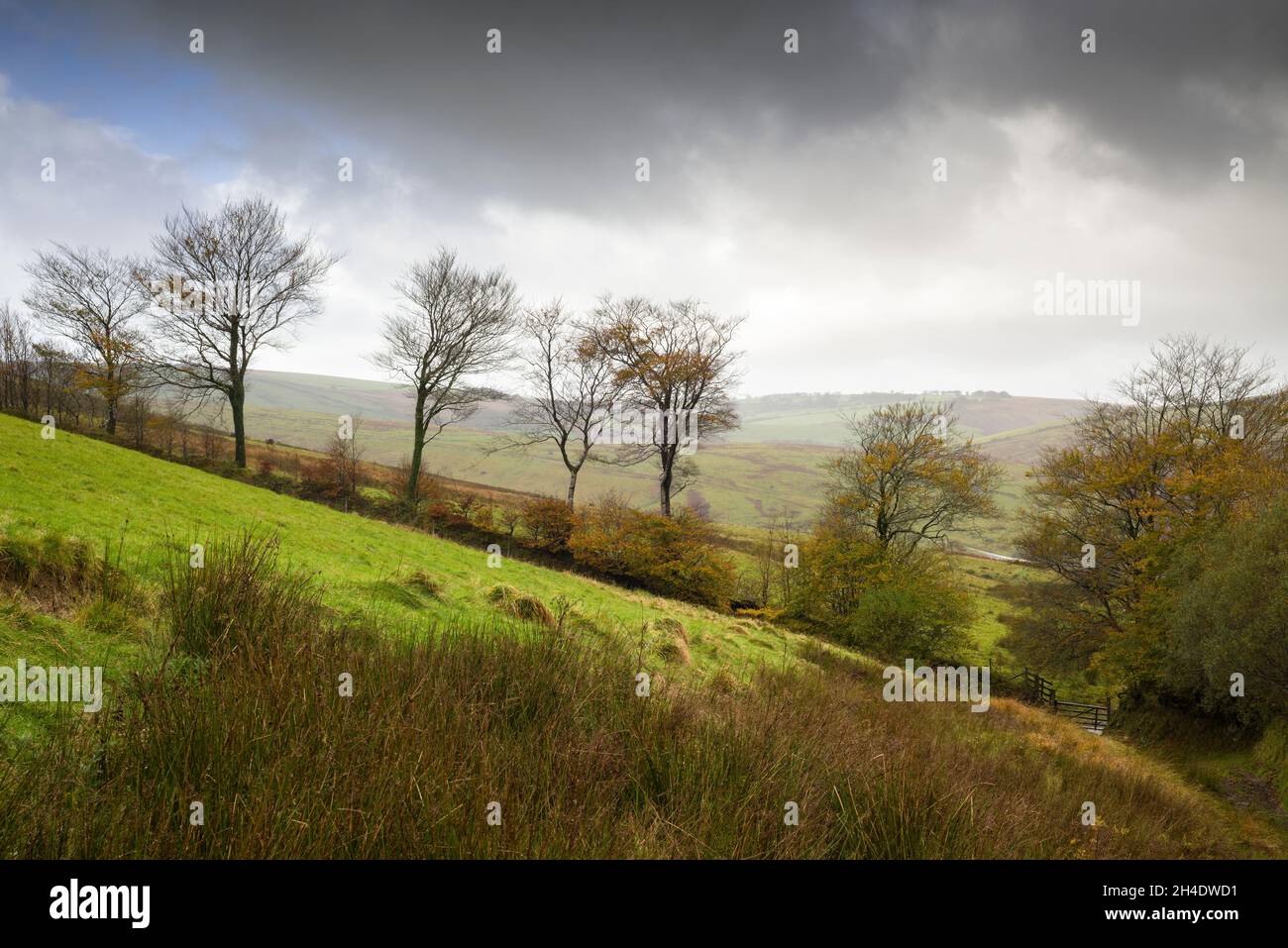 Beach trees in autumn on the edge of Withypool Common in the Barle ...