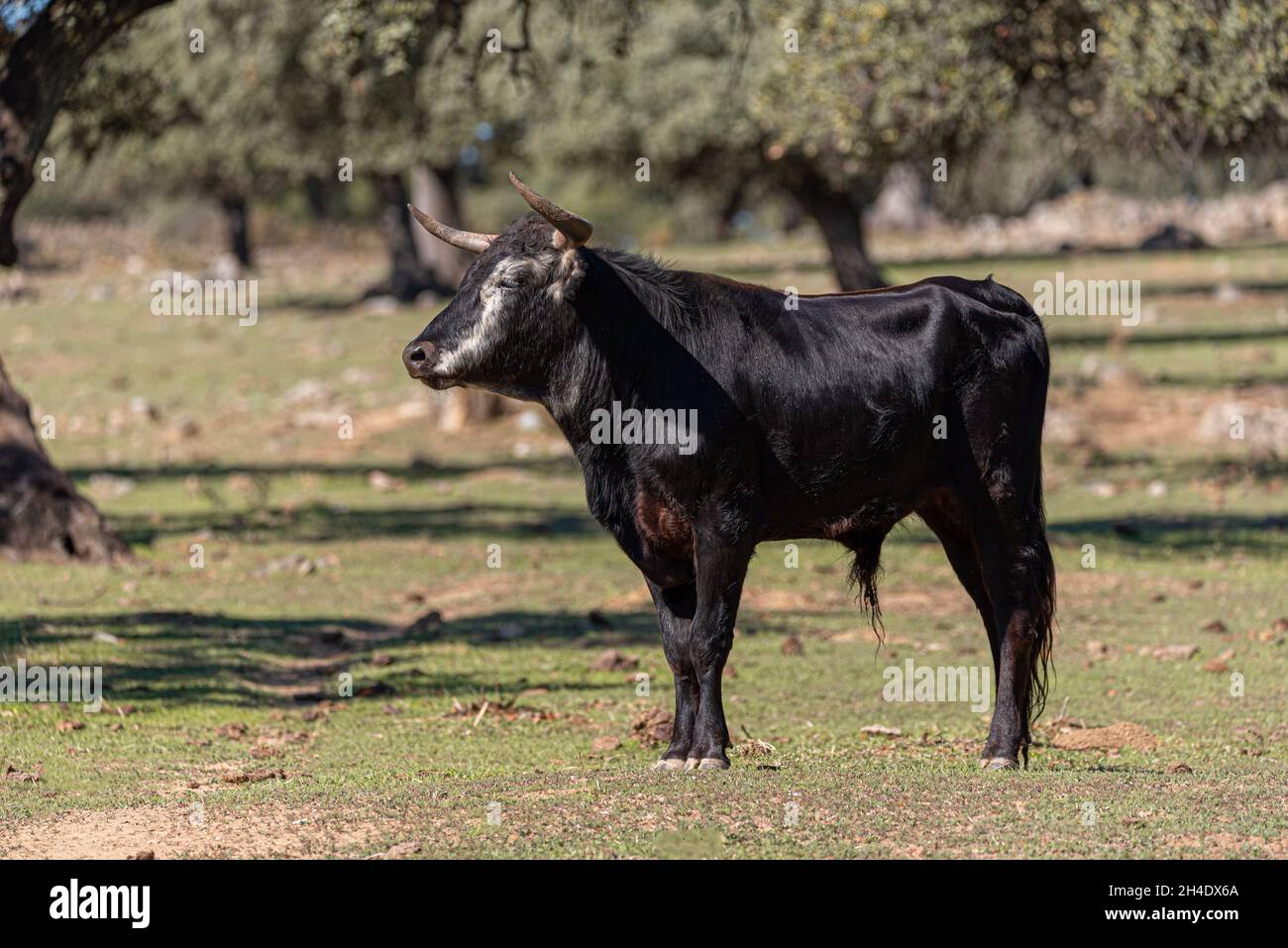 The brave bull of race posing in the field, eral and utrero Stock Photo ...