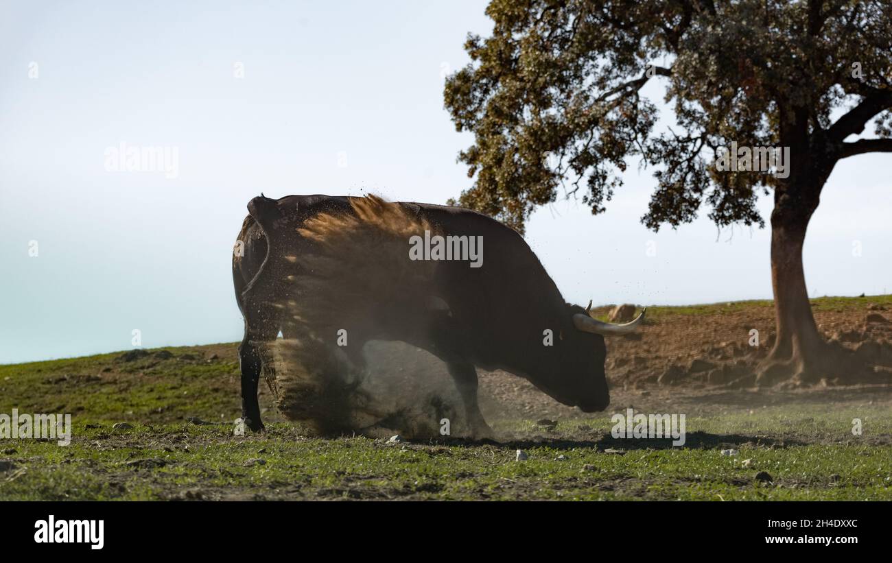 Raging bull ready to charge Stock Photo - Alamy