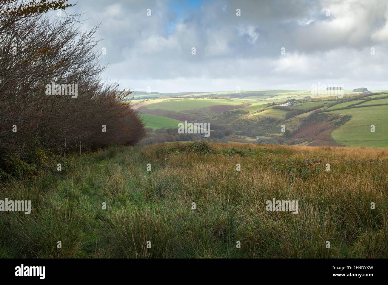 Royal forest of exmoor hi-res stock photography and images - Alamy