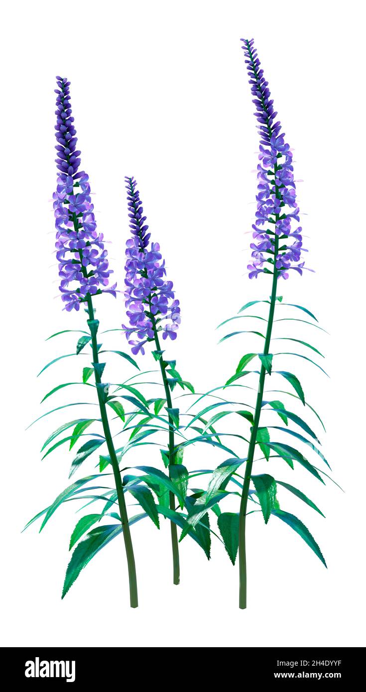 3D rendering of speedwell flowers isolated on white background Stock ...