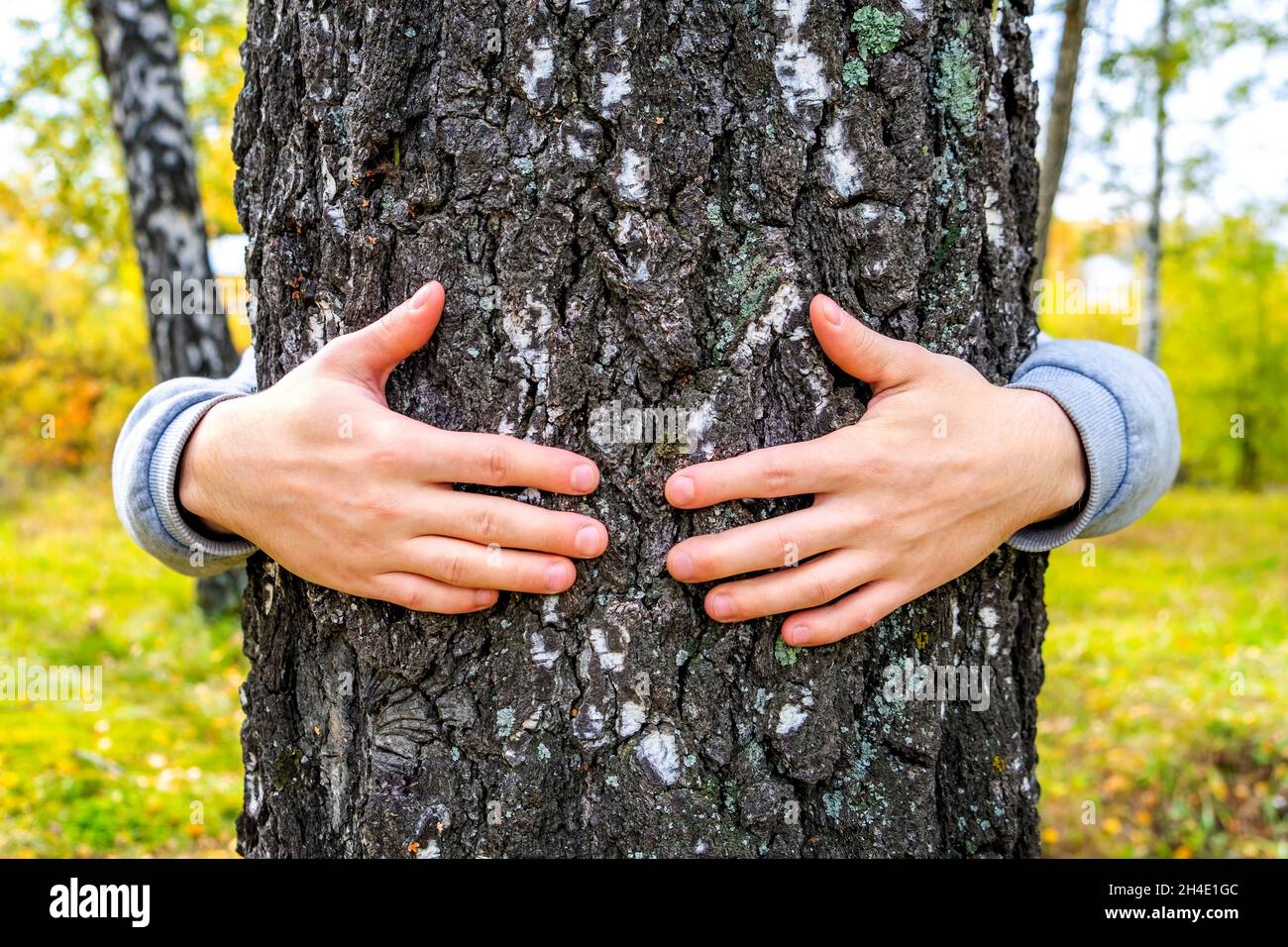 Hands on the Trunk of the Tree in the Forest closeup Stock Photo - Alamy