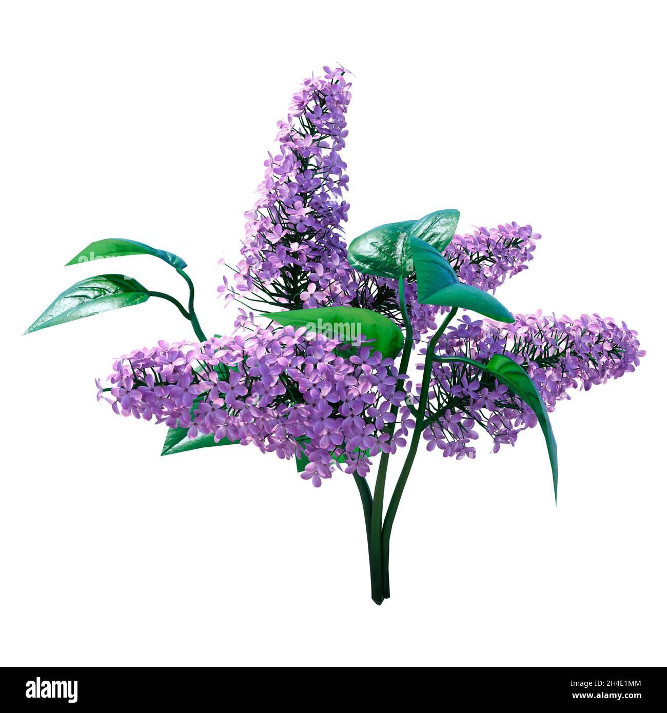 3D rendering of syringa flowers isolated on white background Stock ...