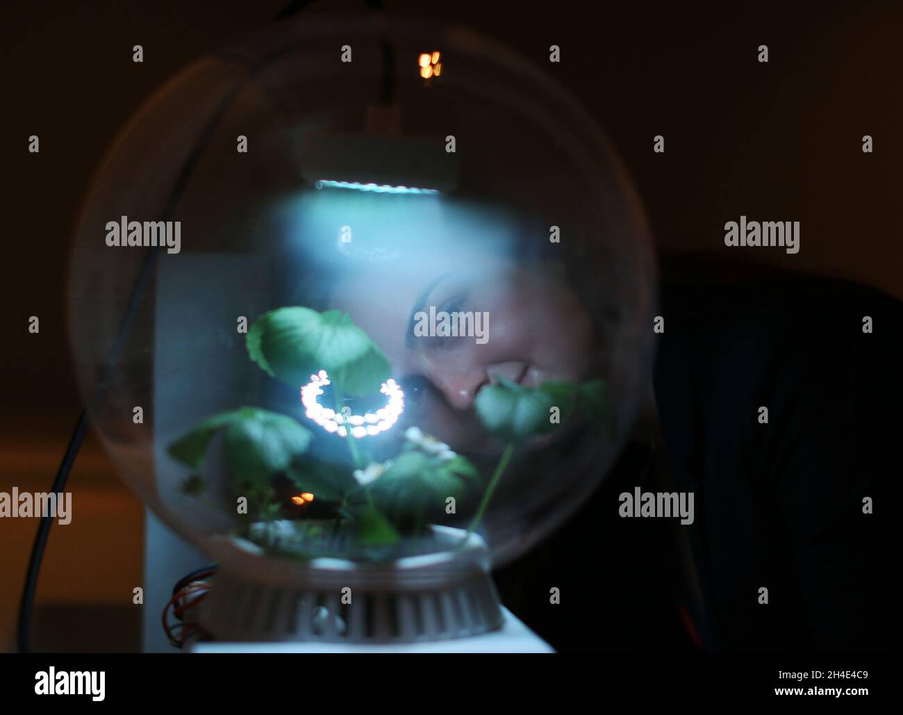 A museum assistant talks to a tomato plant through a personal food ...