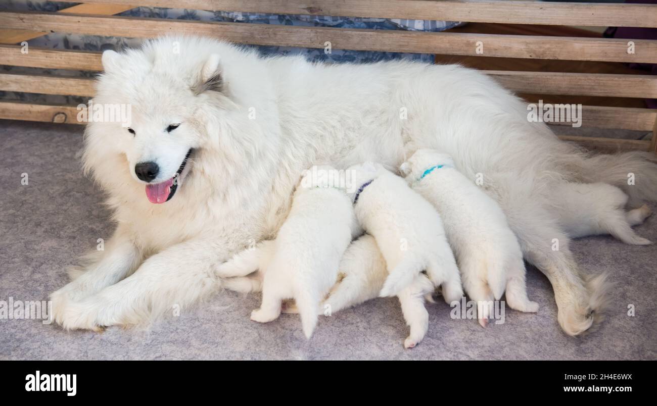 Samoyed dog mother with puppies. Puppies suckling mother Stock Photo ...