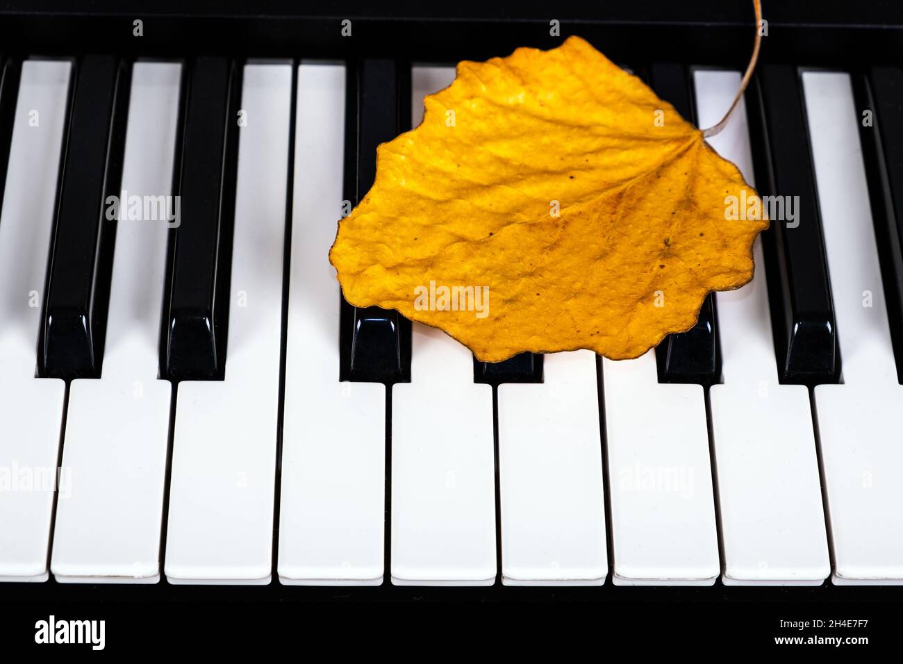 Piano of leaf hi-res stock photography and images - Alamy