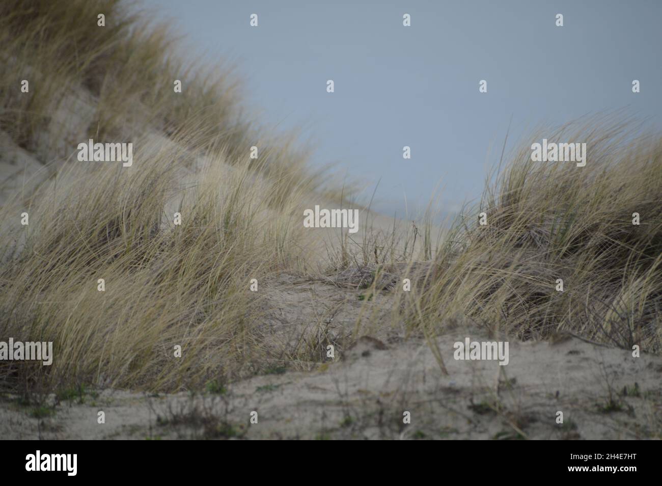 Sandy Grass Texture High Resolution Stock Photography and Images - Alamy