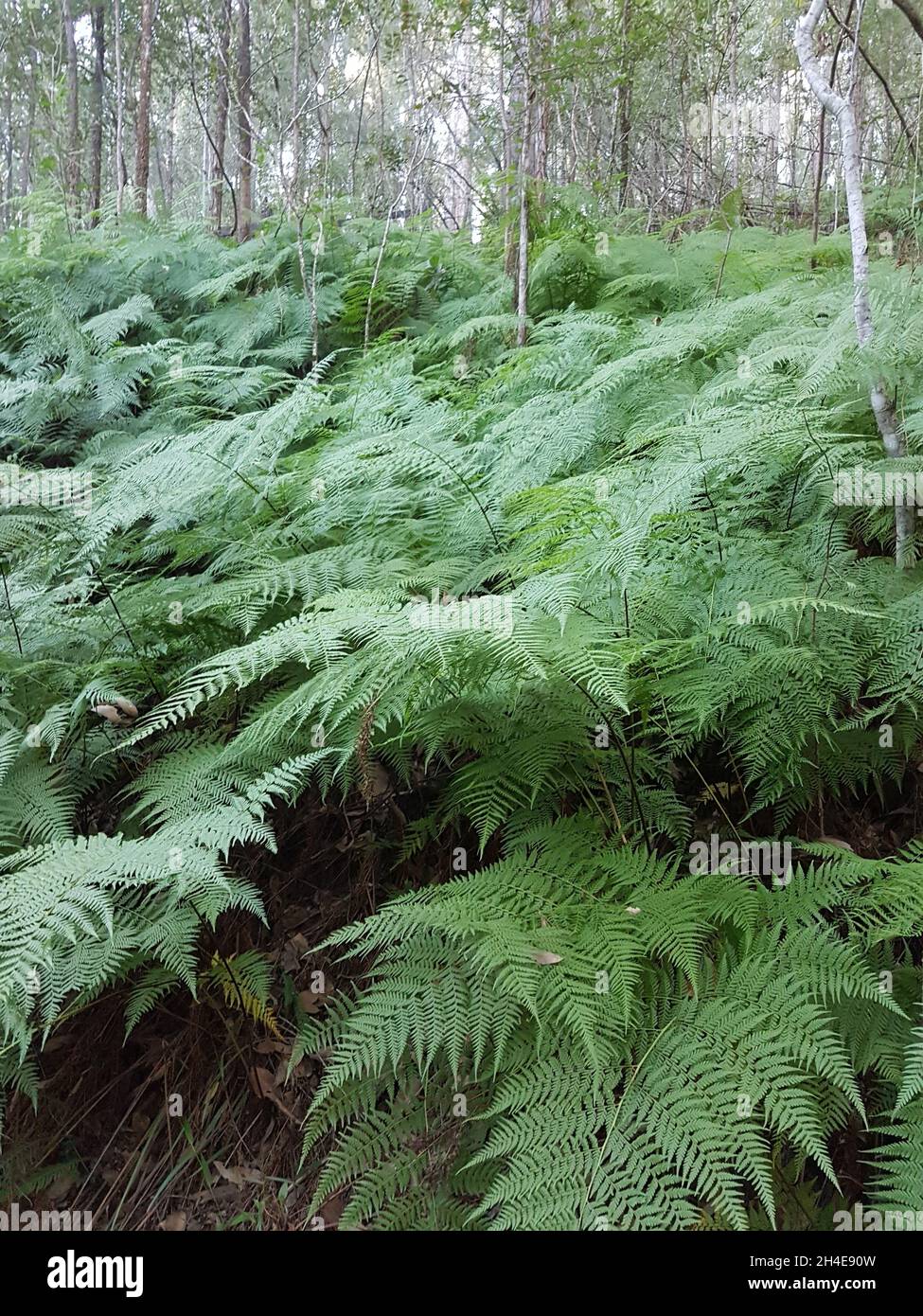 Vertical shot of the fern bushes in the forest Stock Photo - Alamy