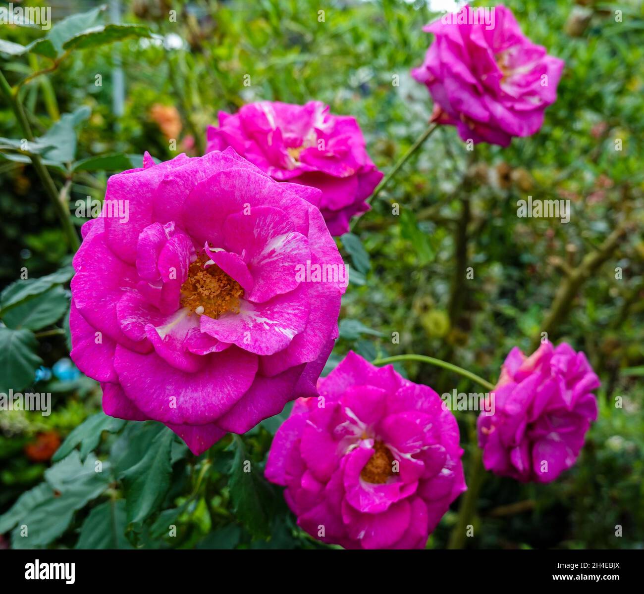 Very dark pink hi-res stock photography and images - Alamy