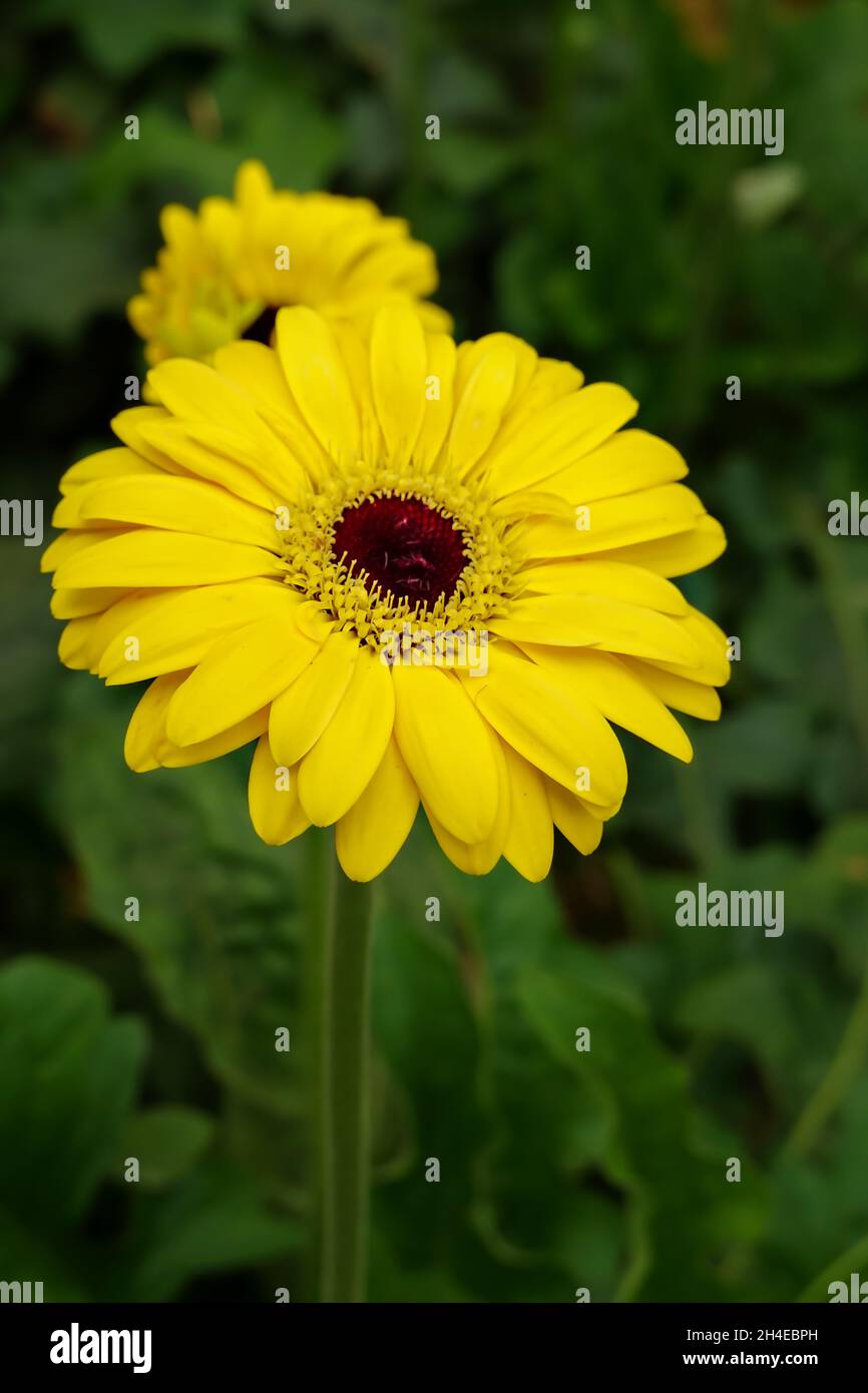 October birth flower hi-res stock photography and images - Alamy