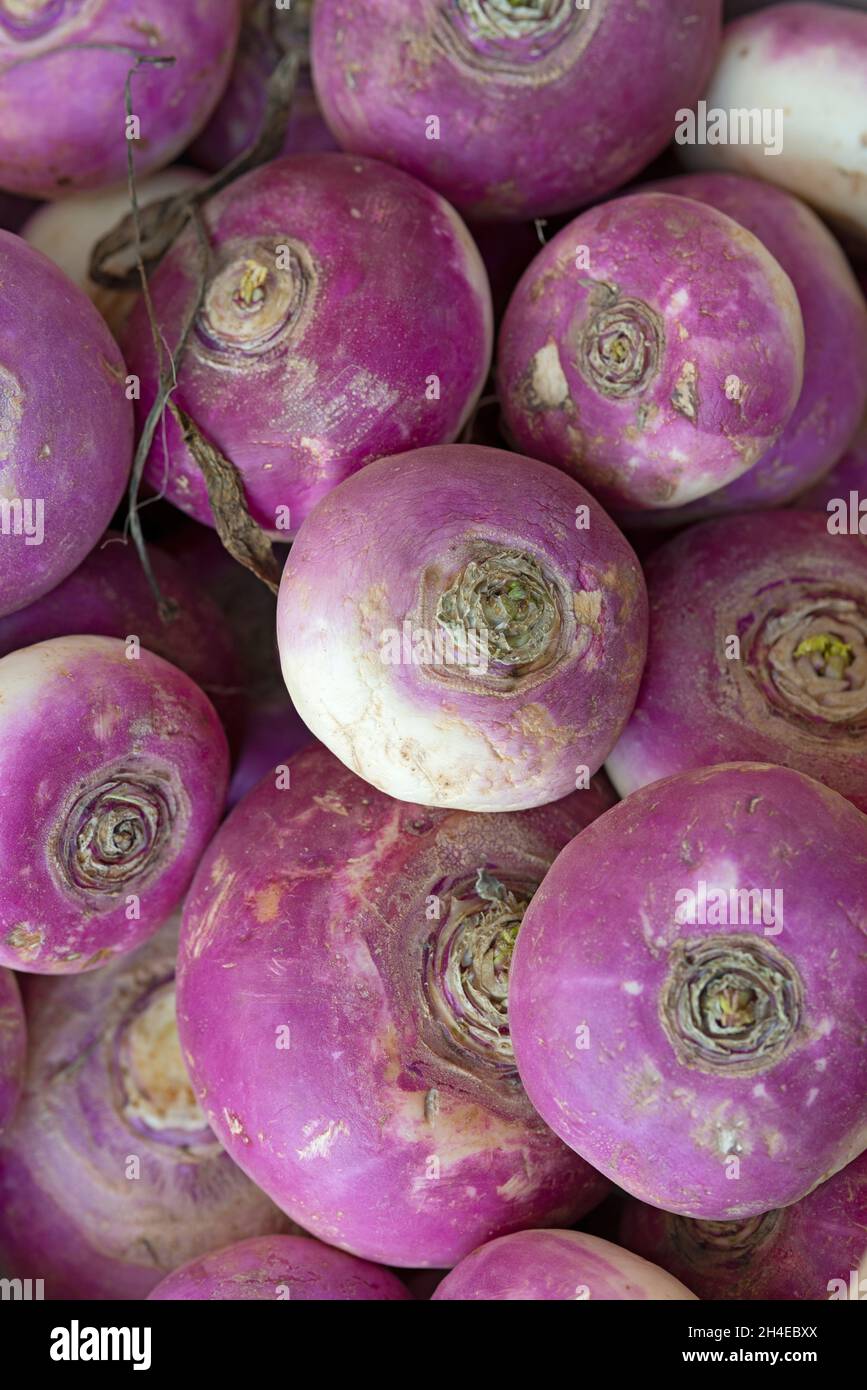Globe beet chioggia hi-res stock photography and images - Alamy
