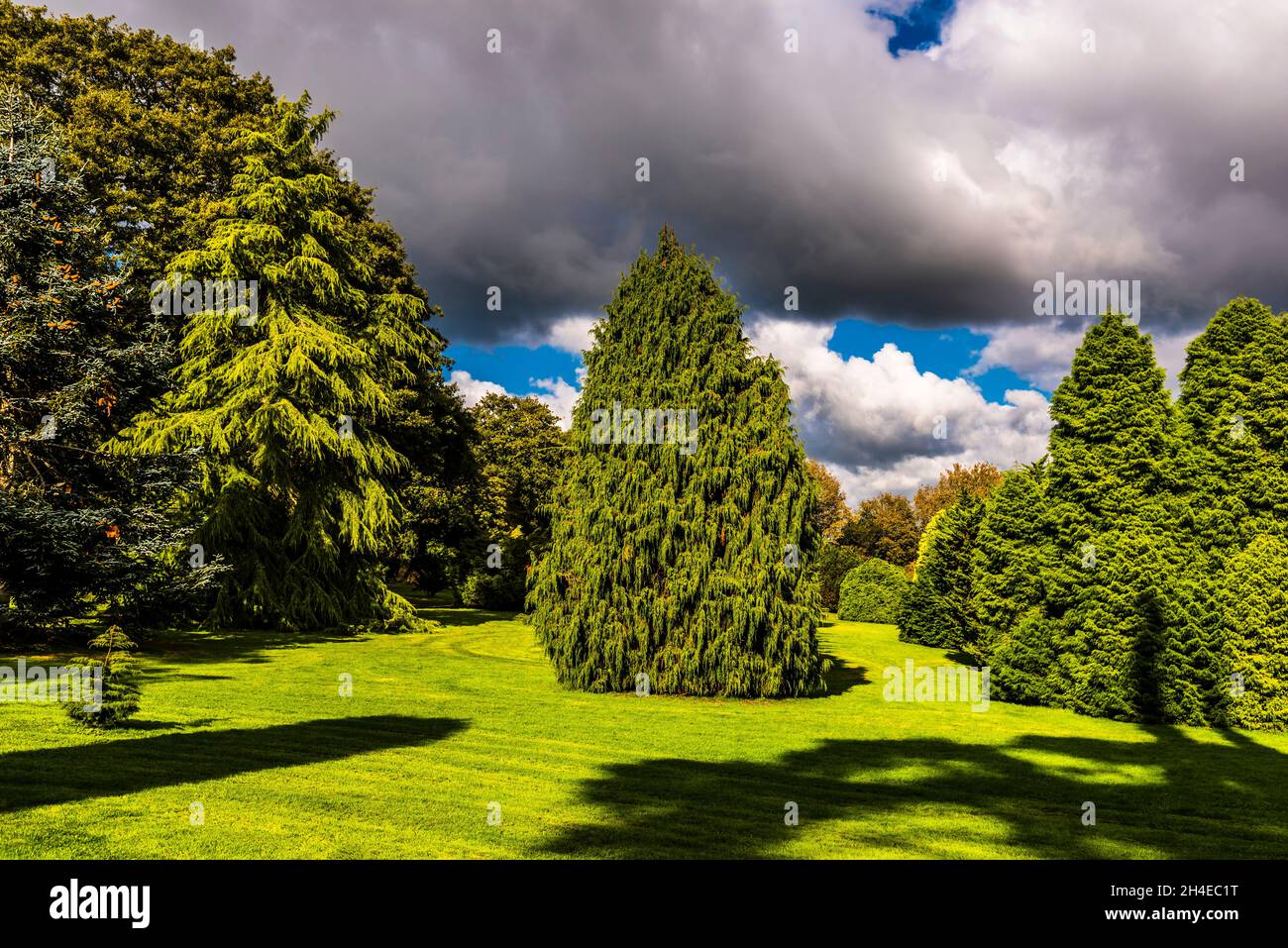 Pine trees in the Pinetum Gardens, St Austell, Cornwall, UK Stock Photo ...