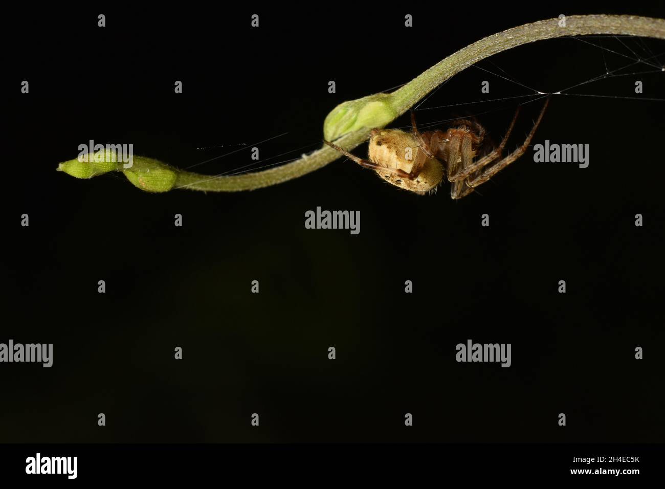 Close up photo of brown orb weaver spider with dark background. Araneus ...
