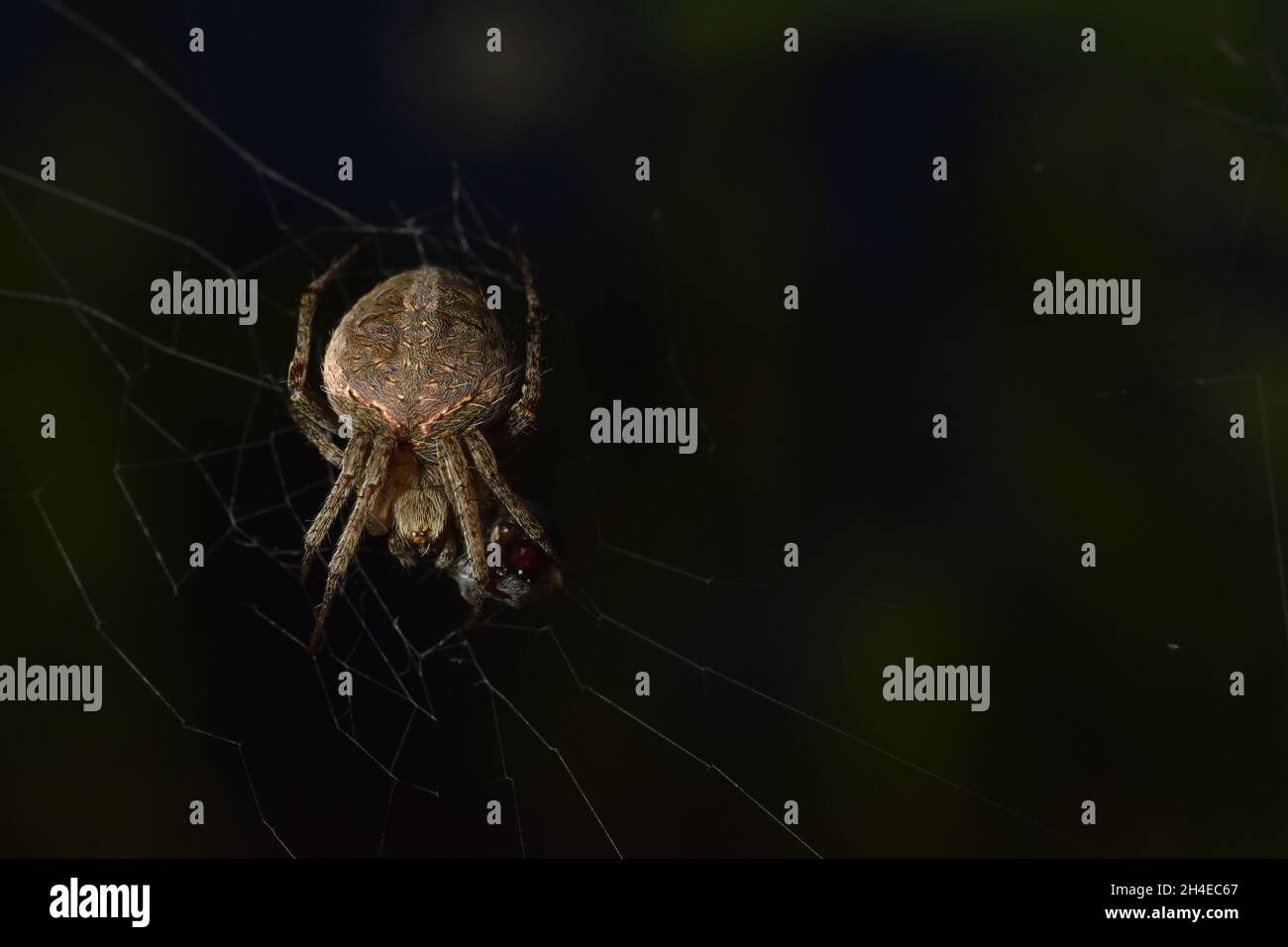 Close up photo of brown orb weaver spider with dark background. Araneus ...