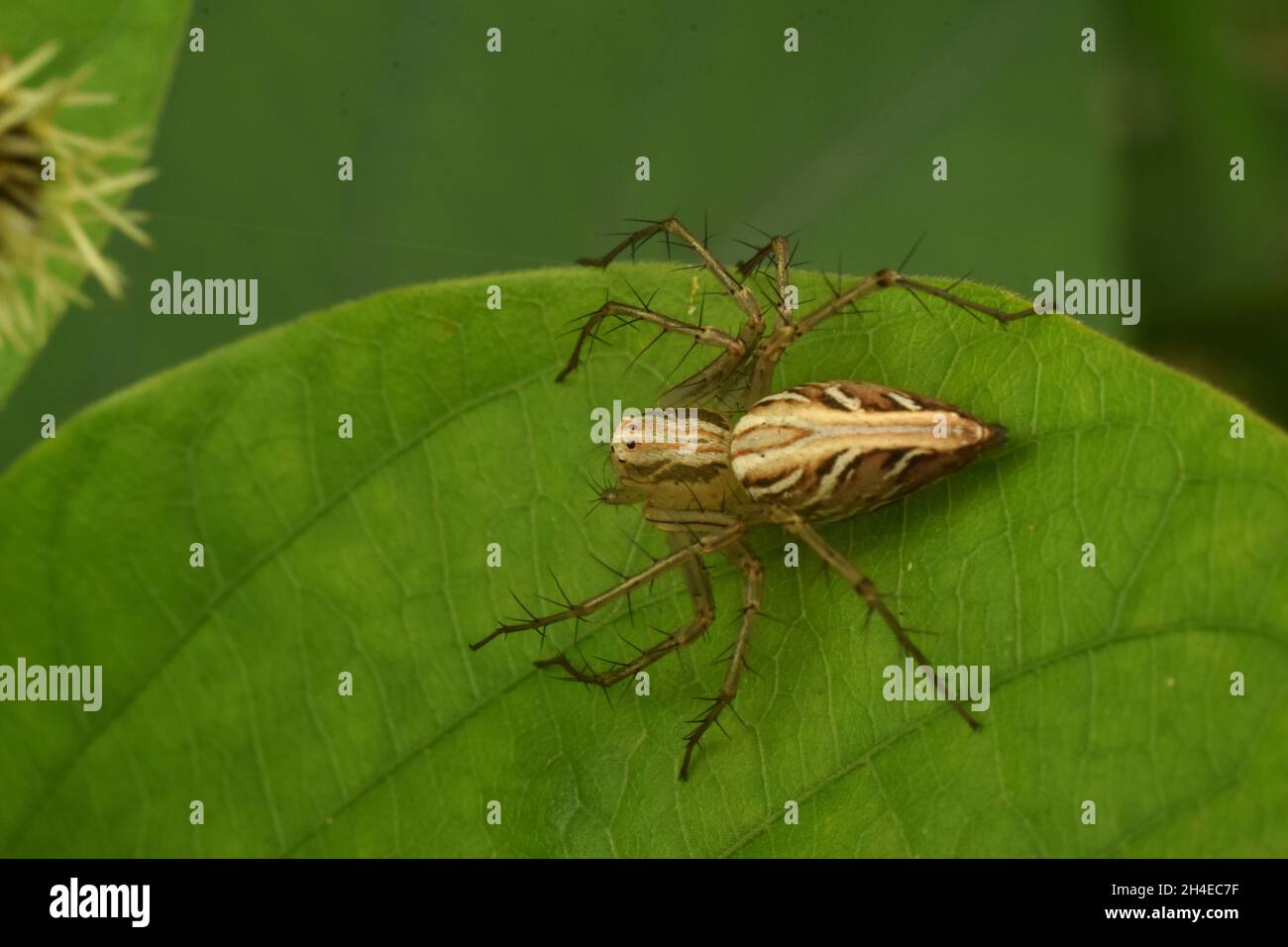 Close up photo of lynx spider in nature hi-res stock photography and ...