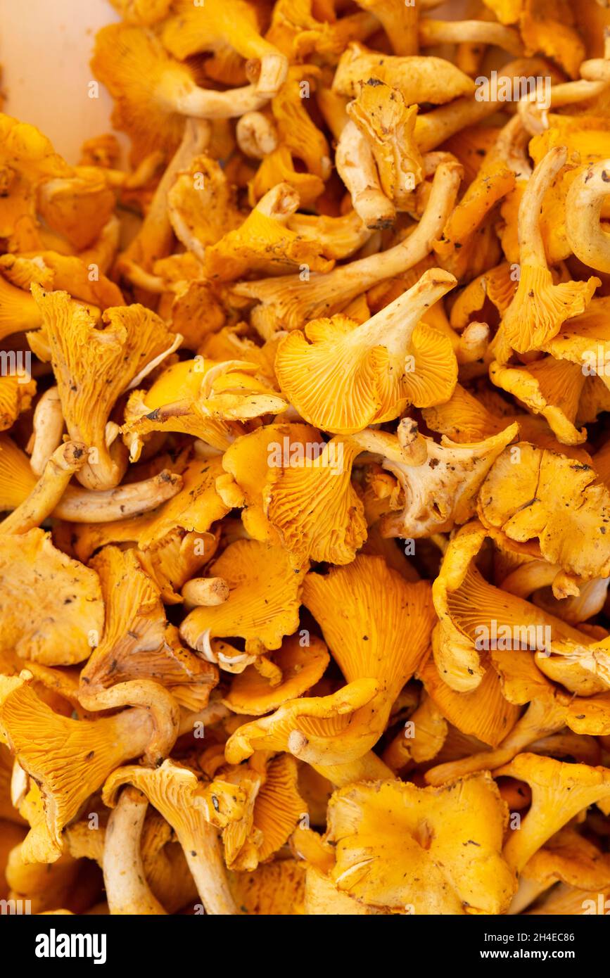 Food aliment mushrooms mushroom hi-res stock photography and images - Alamy