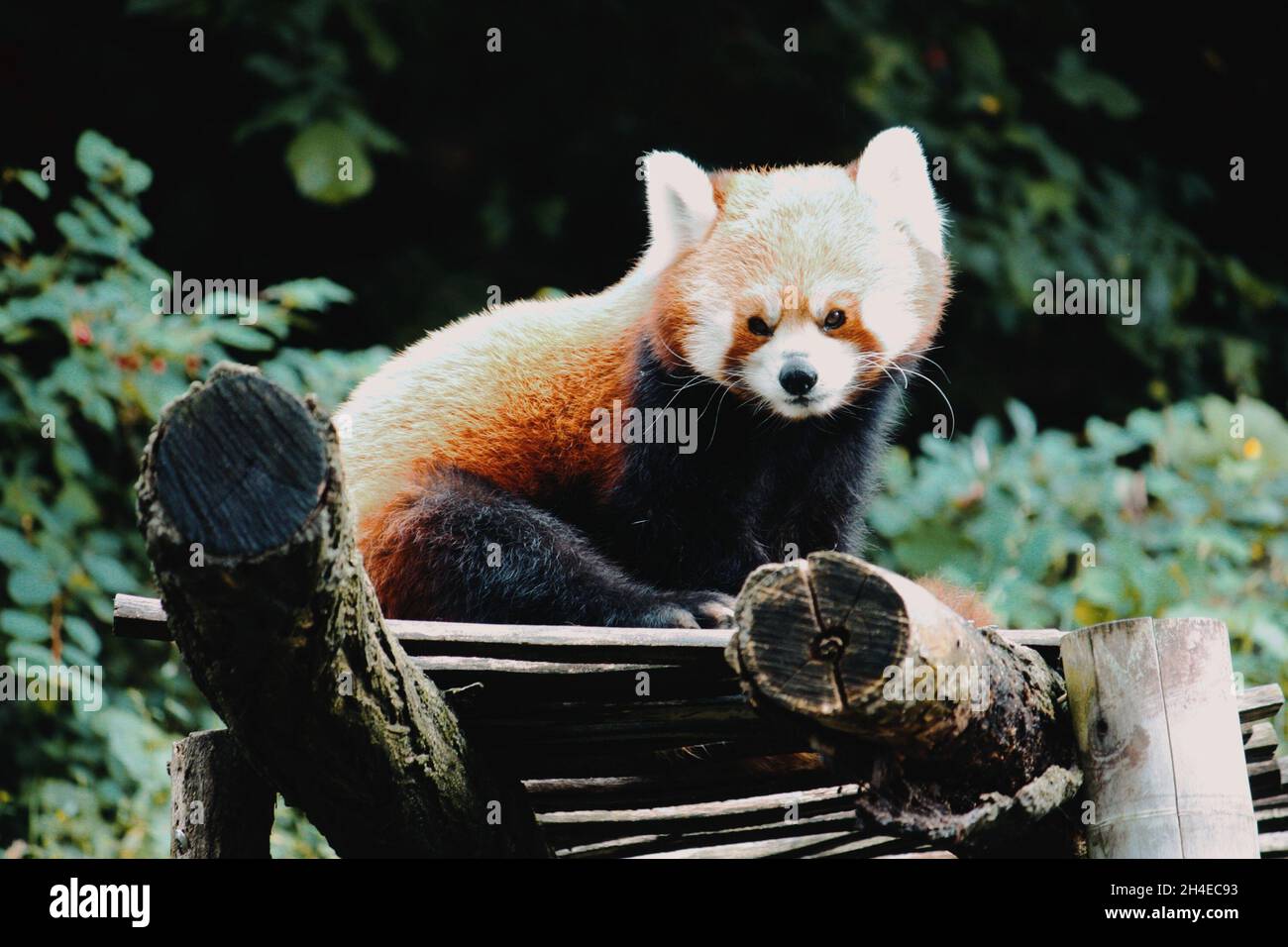Cute little red panda resting on benches Stock Photo - Alamy