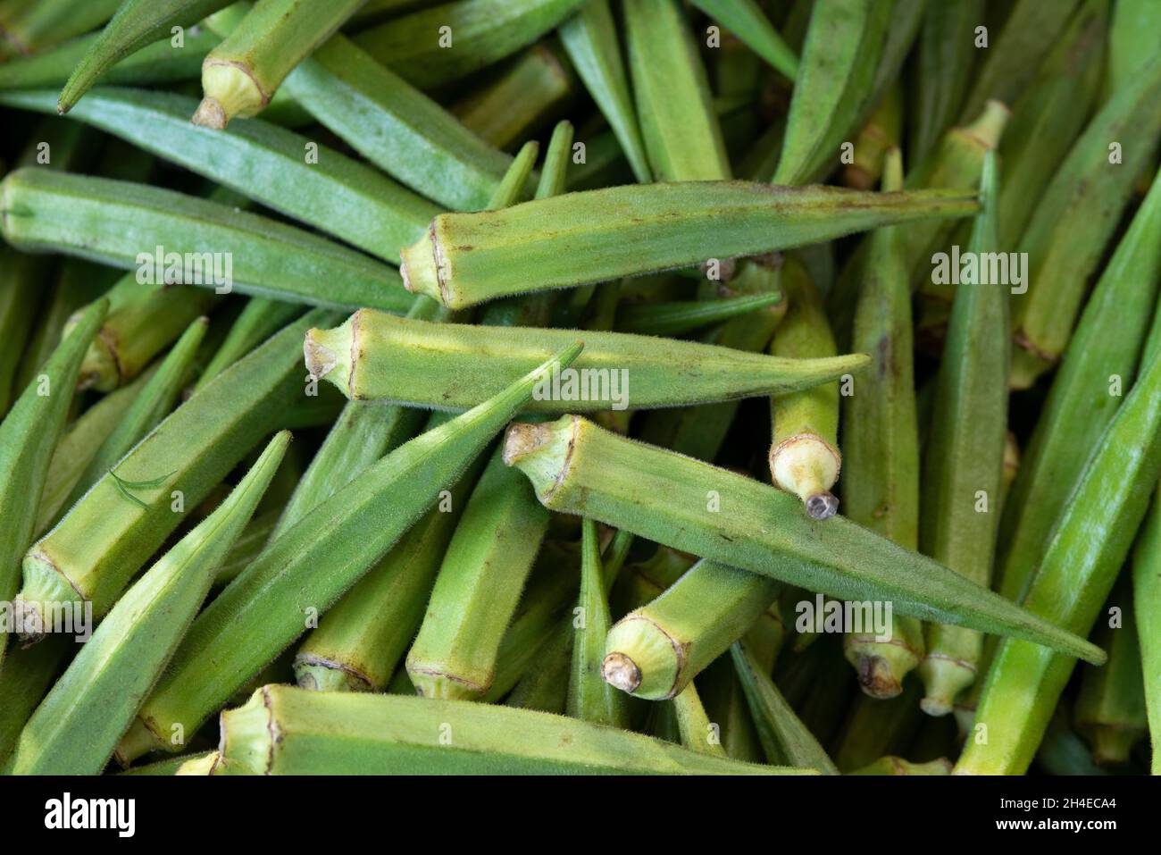 Okra Clemson Spineless Stock Photo - Alamy