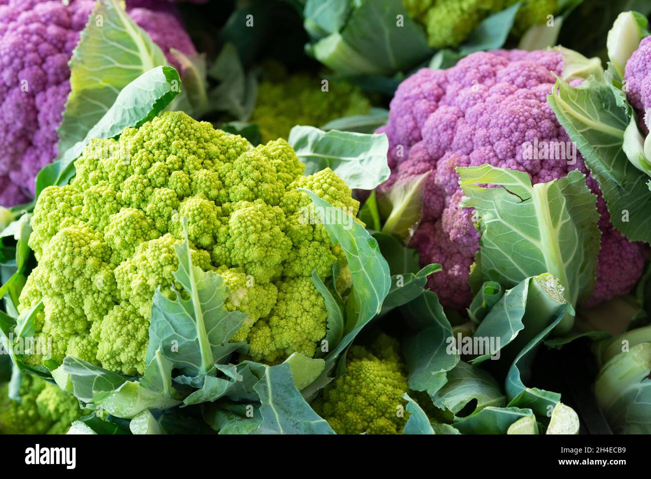 Purple romanesco broccoli hi-res stock photography and images - Alamy