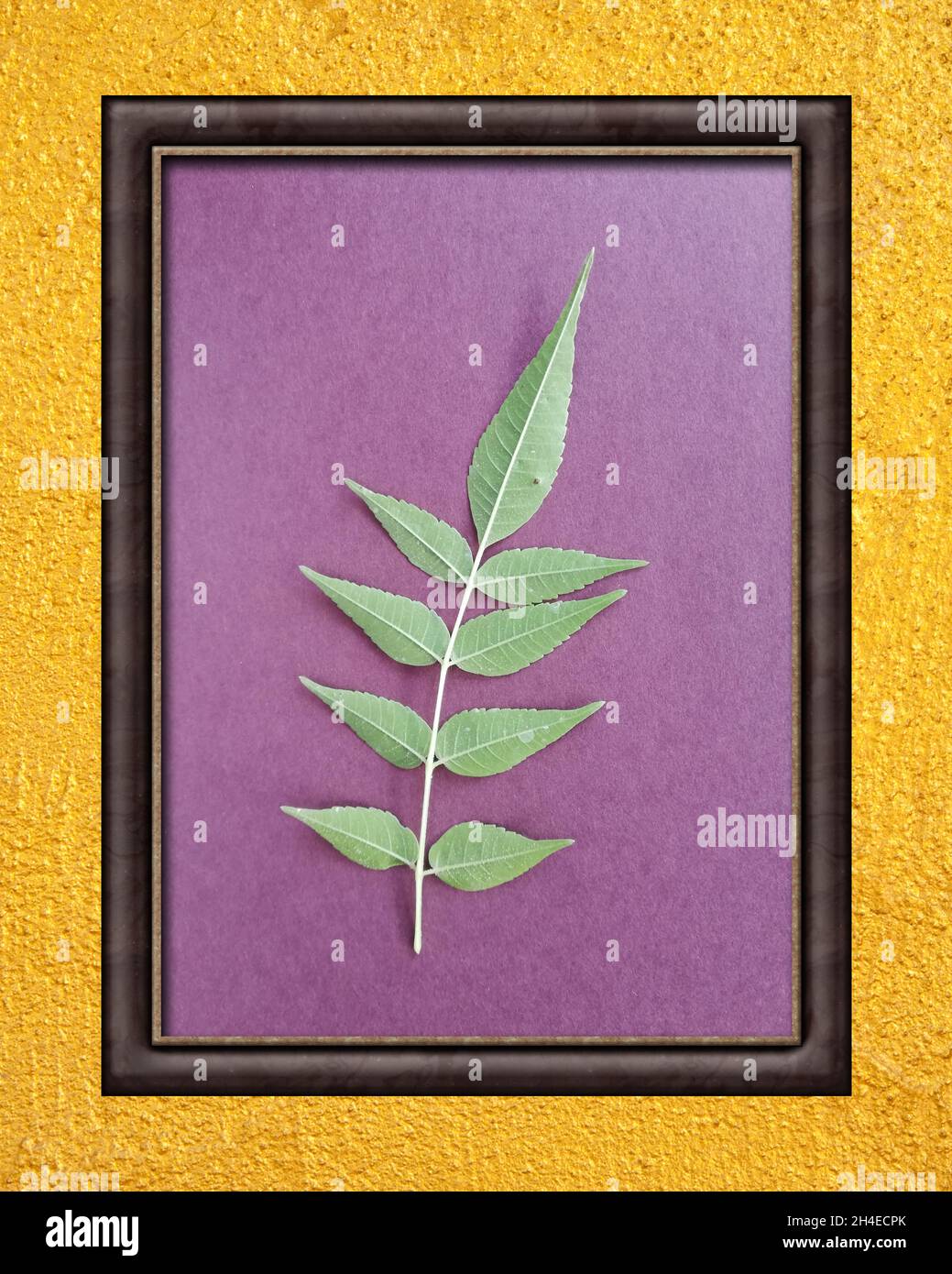 leaf collection with photo frame, frame background Stock Photo - Alamy