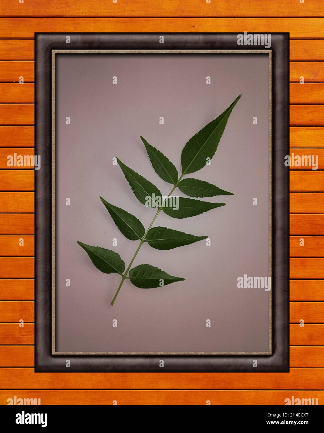 leaf collection with photo frame, frame background Stock Photo - Alamy